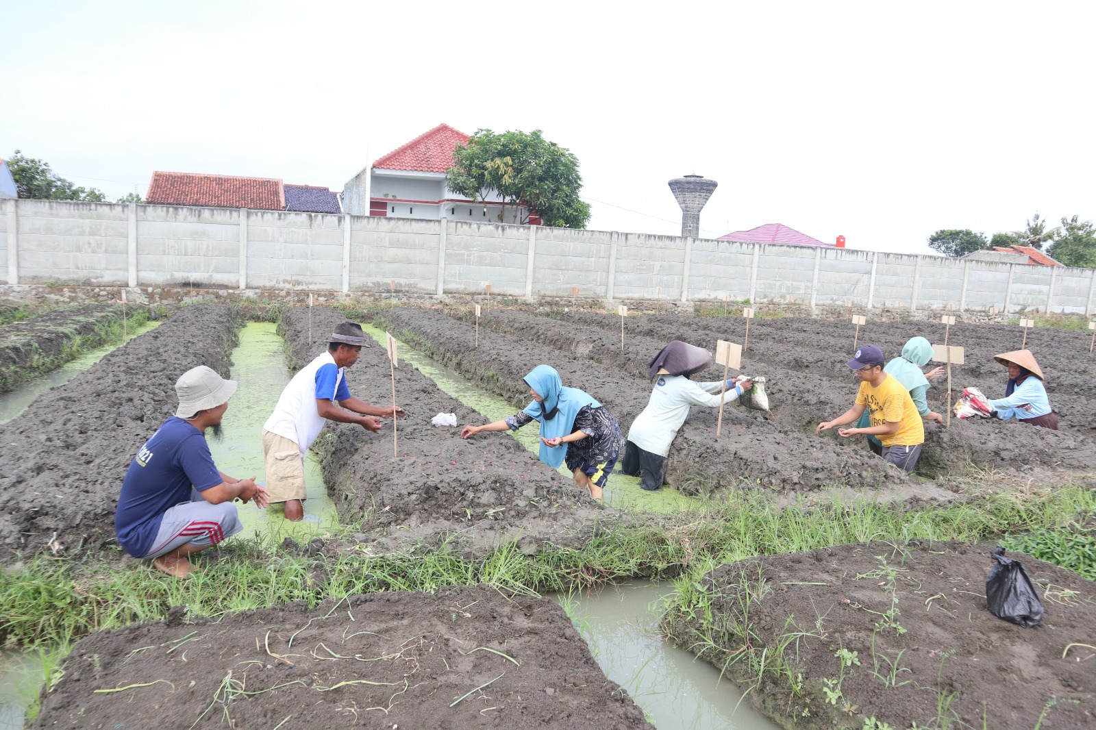 Inovasi Dosen Agribisnis UMUS: Aplikasi Kompos Limbah Daun Bawang Merah untuk Optimalkan ...